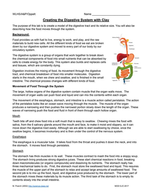 Digestive system Lesson for Grade 6 students.pdf