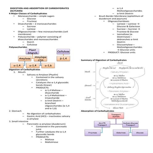 Digestive system written report | PDF