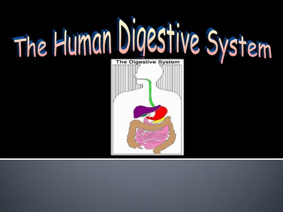 Digestive System, lecture powerpoint Grade 8.pptx