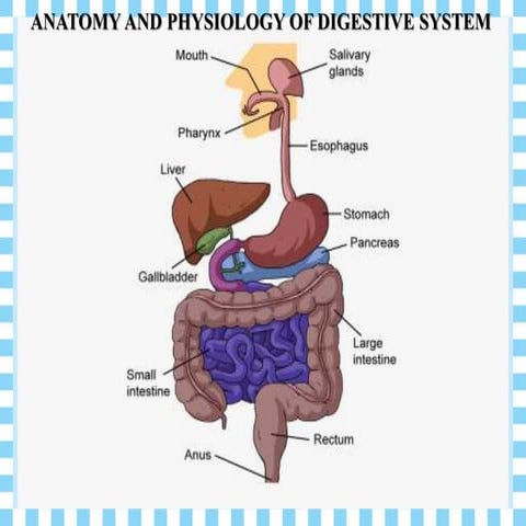 Anatomy and Physiology of Digestive System | PPTX