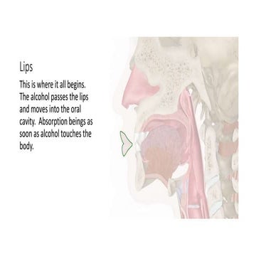 Alcohol absorption and DUI Defense | PPTX | Digestive Disorders ...