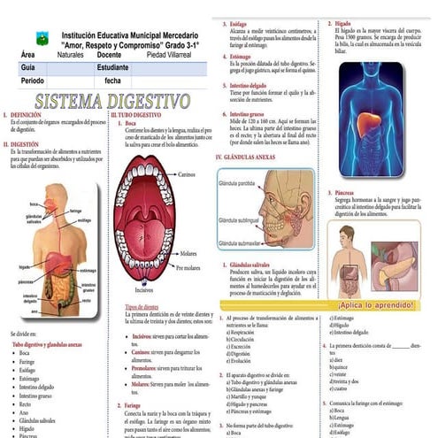 EL SISTEMA DIGESTIVO DE LOS SERES HUMANOS | PPT