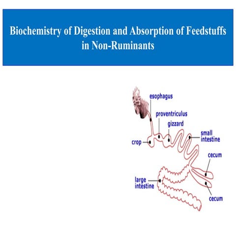 Digestive System of Non-Ruminant animals.pptx