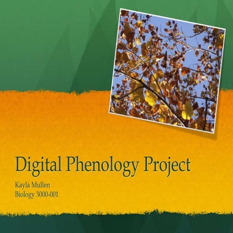 Phenology Project | PPTX