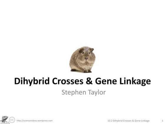 Genetic trihybrid cross | PPT | Genetics | Science