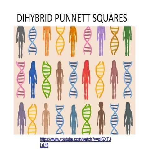 Dihybrid Crosses 2019.ppt