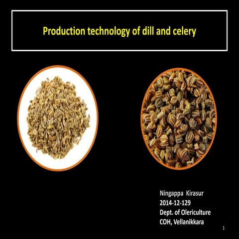 Production technology of dill and celery | PPTX