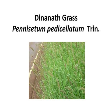 Dinanath Grass.pptx