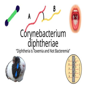 Corynebacterium diphtheriae : Essentials for MBBS Microbiology | PPTX