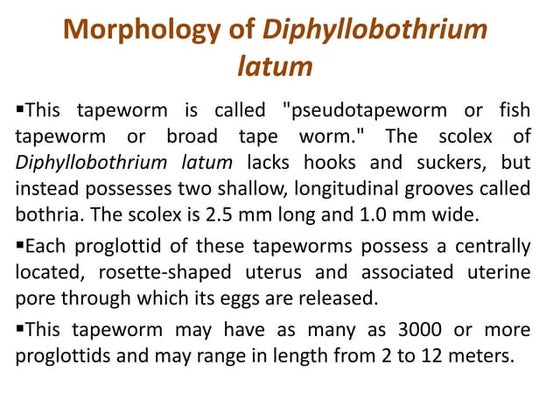 DIPHYLLOBOTHRIUM LATUM.pptx. . | PPT