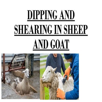 DIPPING AND SHEARING IN SHEEP AND GOAT..pptx