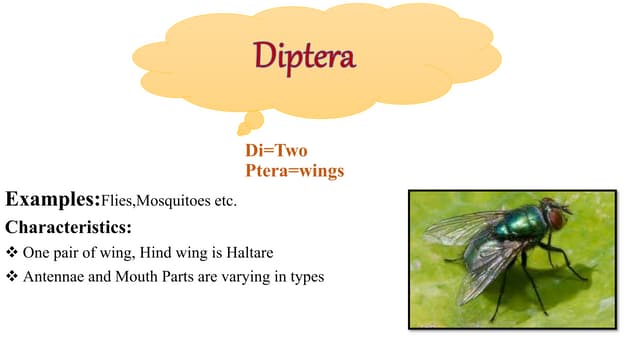 Different Types of Insect Antennae..pptx