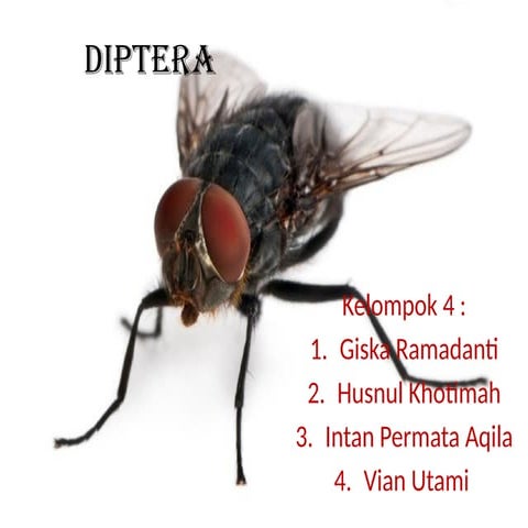 Mata Kuliah Biologi tentang Diptera.pptx