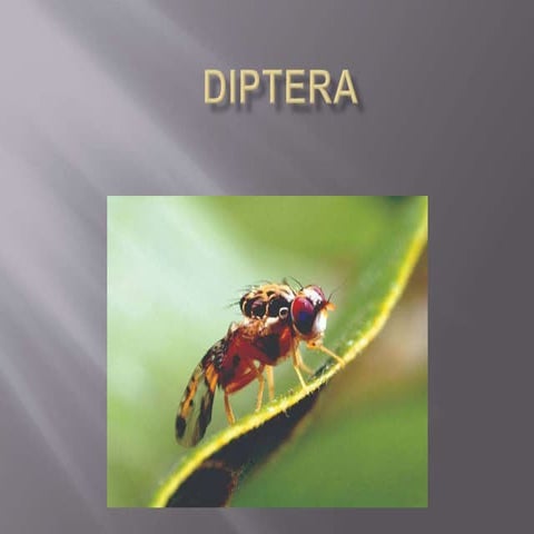 Diptera (Flies).pptx