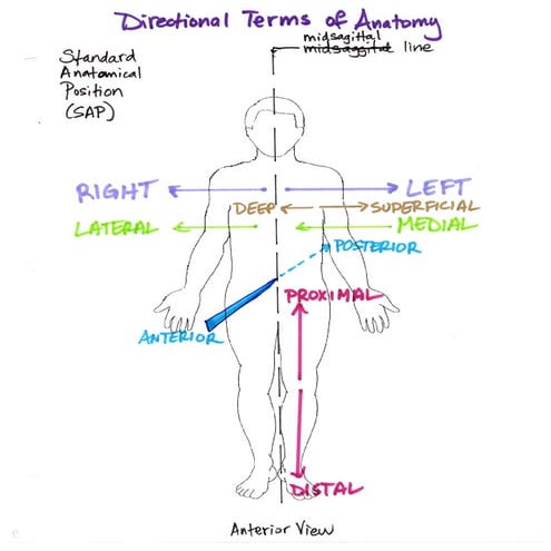 Directional Terms Anatomical Orientation And Directions | Human