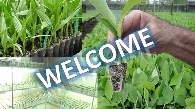 Organogenesis, in plant tissue culture | PPTX