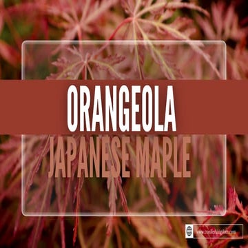 Looking For Orangeola Japanese Maple To Plant? | PDF