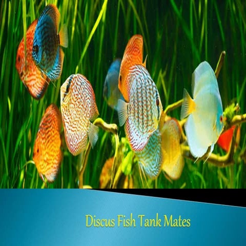 Discus fish tank mates | PPT