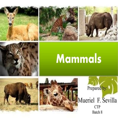Mammals | PPT