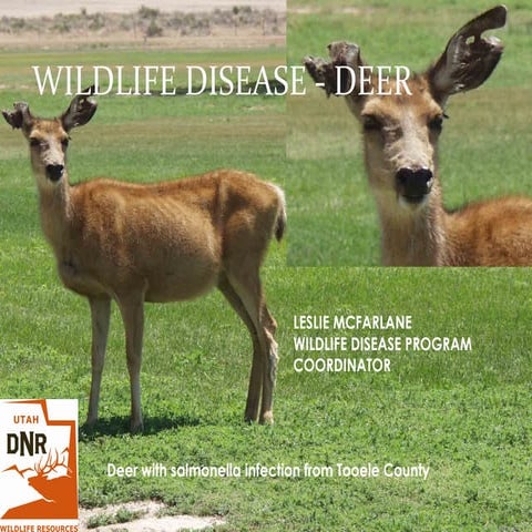 Wildlife Disease & Deer — Dec. 2010 Board Meeting | PPT