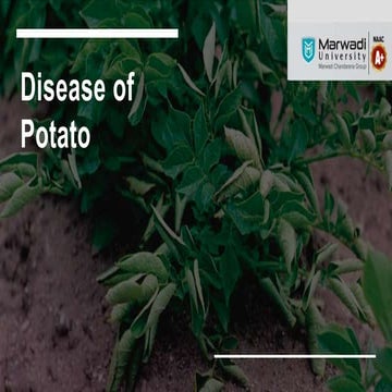 Disease of Potato (PLRV).pptx