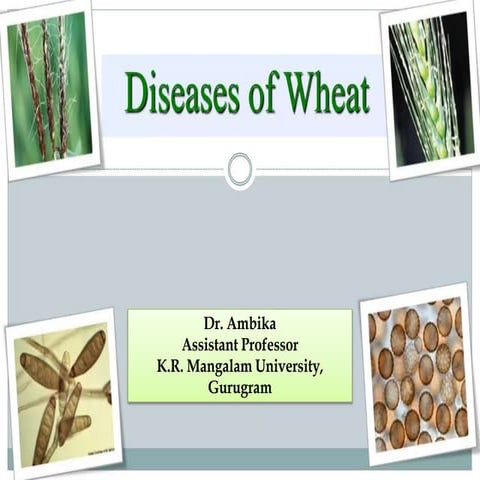 DISEASE OF WHEAT.pptx