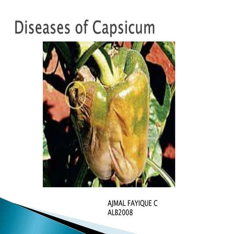 Diseases of Capsicum | PPTX