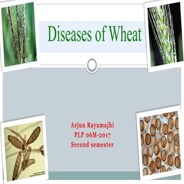 Black stem rust of wheat | PPTX