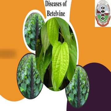 Diseases of coffee | PPTX