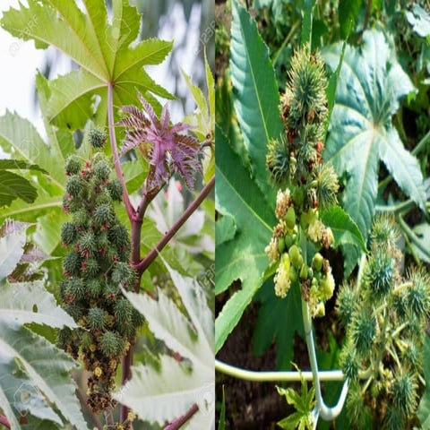 Diseases of Castor and their management @ 2021 falcons ️ | PPTX