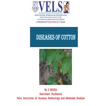 Tomato fusarium wilt | PPTX