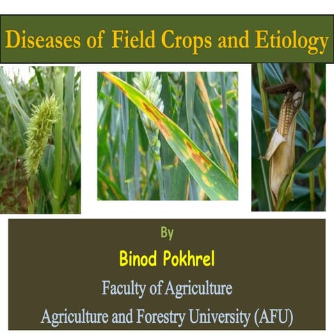 Diseases of field crops and etiology | PPTX