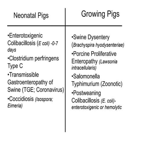 Diseases of growing pigs | KEY