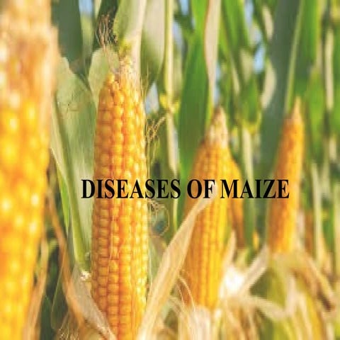 Pathology -202. DISEASES OF MAIZE.pptx
