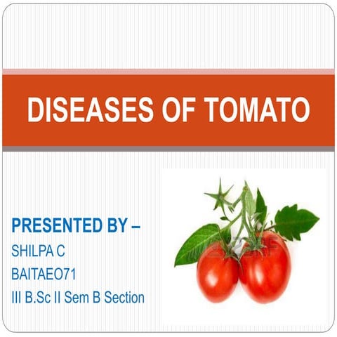 Diseases of tomato | PPTX