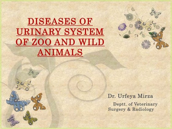 Reproductive system of a buck | DOCX | Reproductive Health | Diseases ...