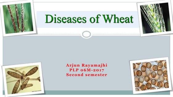 Black stem rust of wheat | PPT
