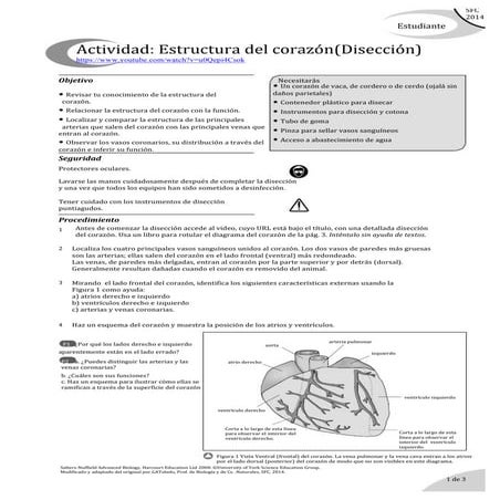 Disección de un corazón. guía | PDF