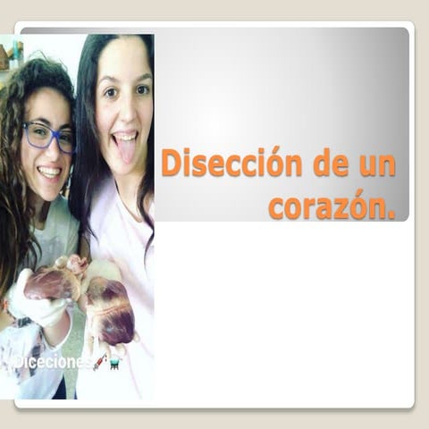 Disección de un corazón | PPTX