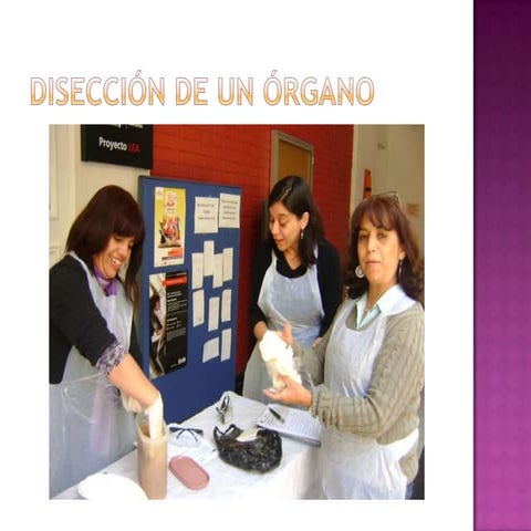 Disección de un órgano | PPTX