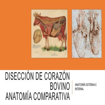 Anatomía Comparada Del Corazón