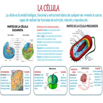 Diseño de un esquema de la célula... oscar vega duran | PPTX