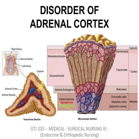 Disorder of adrenal cortex | PPTX