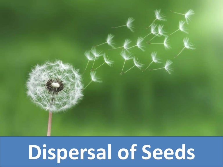 Dispersal of Seeds