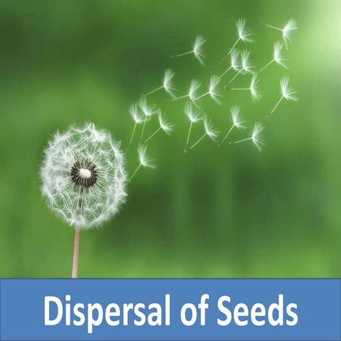 Seed Dispersal (Reproductive Biology of Angiosperms) | PPTX