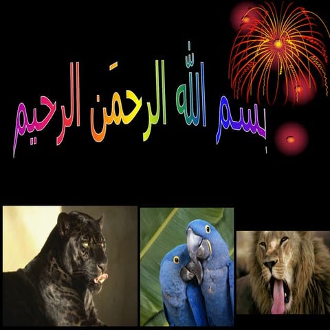 Displaced abomasum | PDF