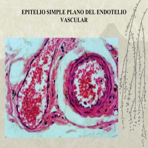 Rondin numero 1 de histologia de la uba.pdf