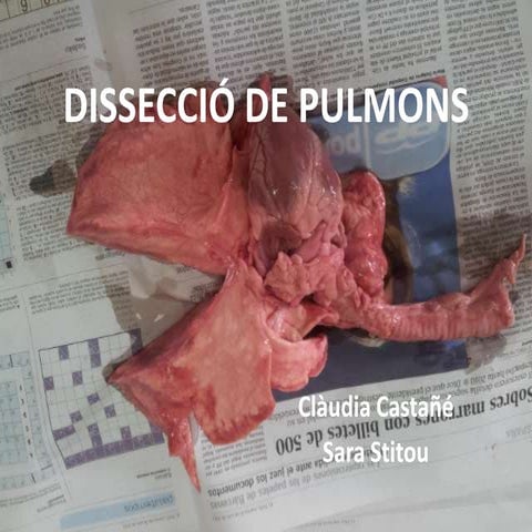 Dissecció de pulmons | PPTX