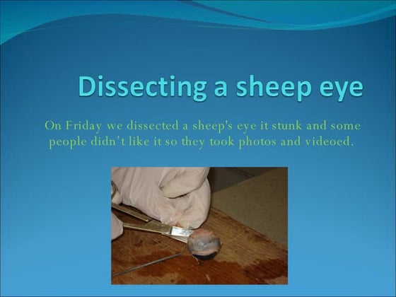 Sheep Eye Dissection | PPT