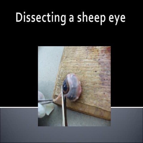 Dissecting An Eyeball | PPT | Eye and Vision Conditions | Diseases and ...
